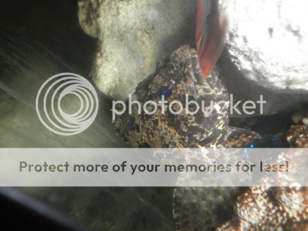 bullrout for sale $25 - AFO Website - Australian Fishing Online